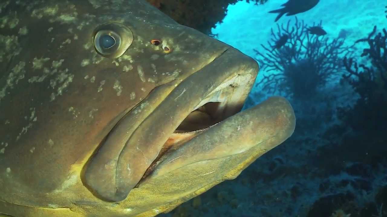 Mérou brun © G. Antoni - YouTube