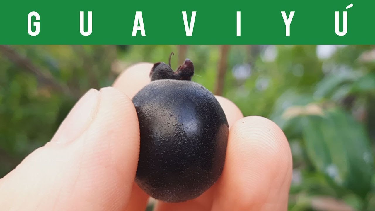 ⚪COMO PELAR el FRUTO del GUAVIYÚ y experimentando sobre su MADURACIÓN🍒 ...
