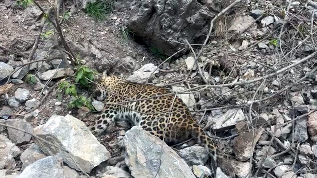 Reasi: Dead Leopard Found - YouTube