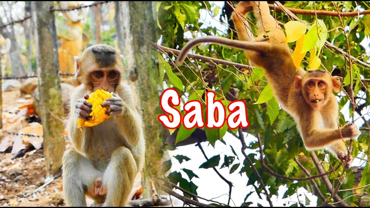 Good boy..! Tiny monkey Saba is smart enough to find a fruit for him ...
