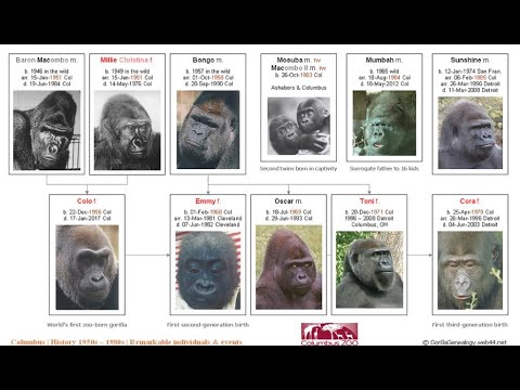 The five most famous gorillas - YouTube