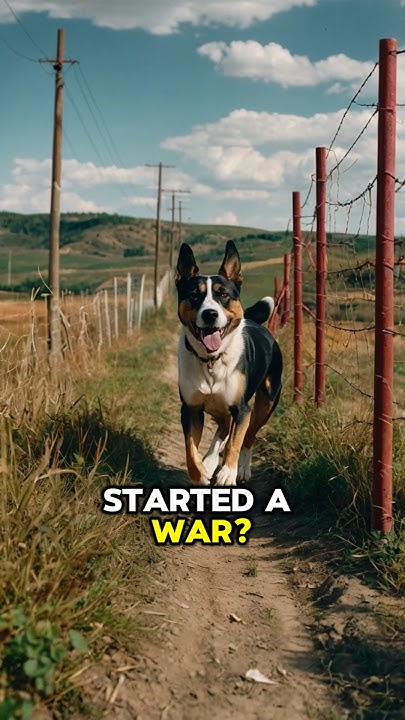 From Bark to Battle: The War of the Stray Dog #history #shorts - YouTube