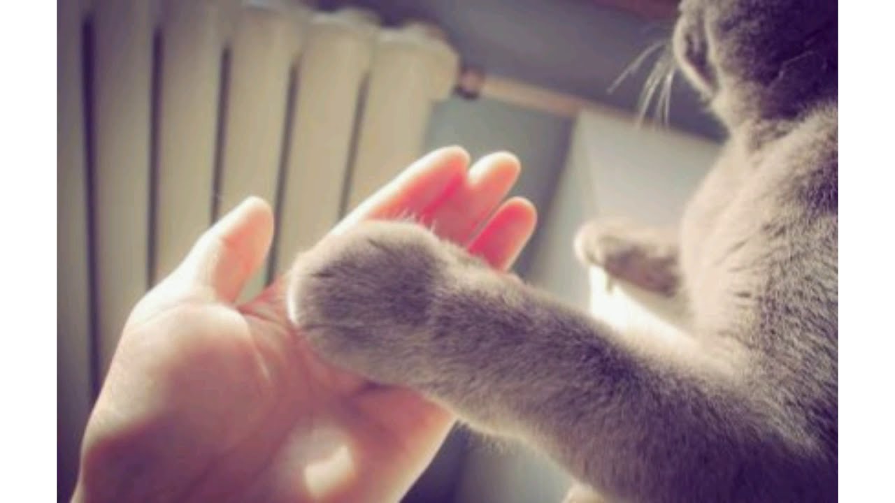 COMO CURAR A MI GATO LASTIMADO? - YouTube