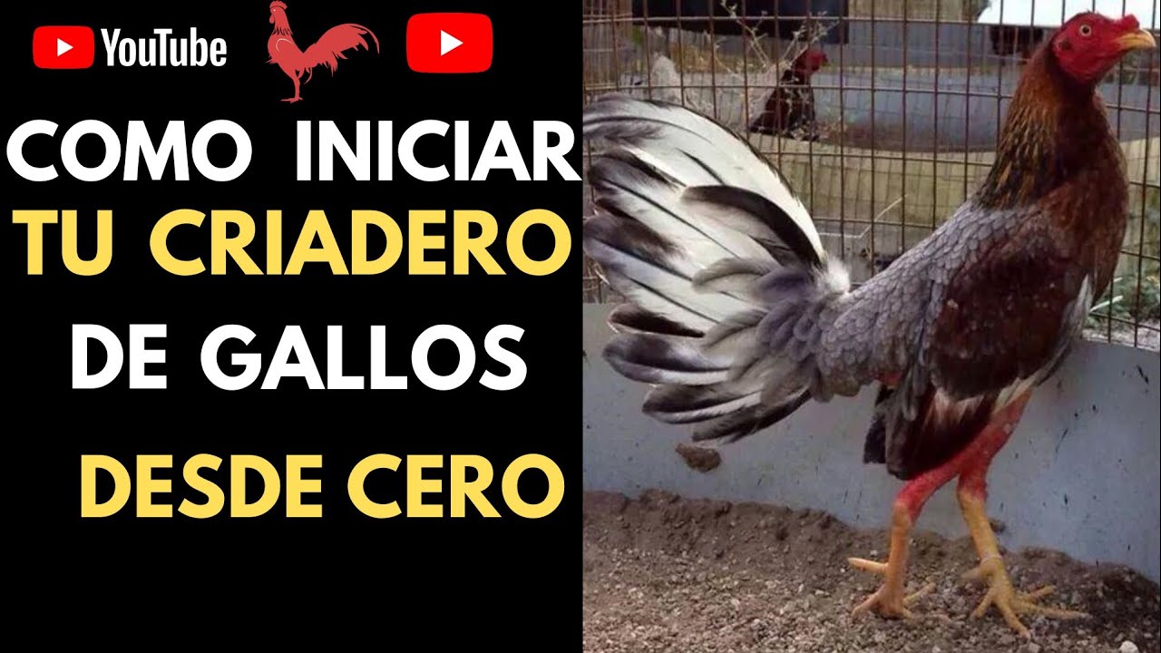 Como Iniciar Tu Criadero De Gallos Finos O De Pelea Desde Cero🐓💪 Youtube