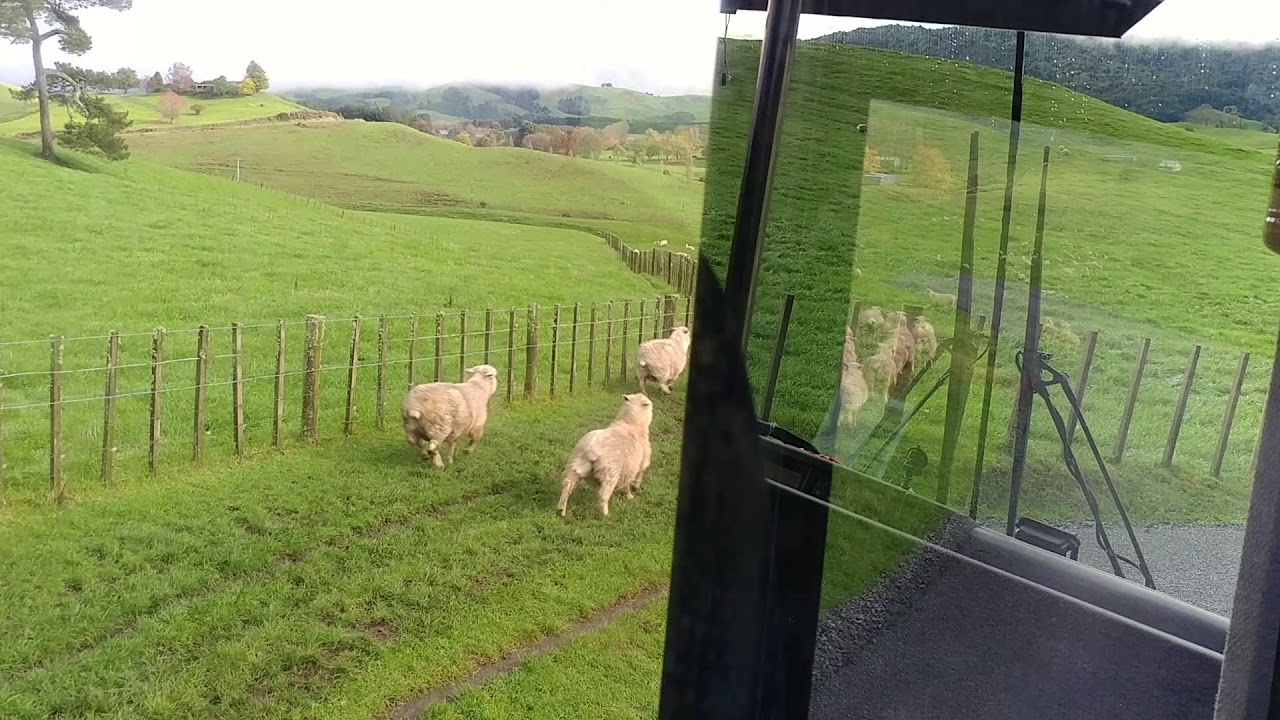 Sheep of Hobbiton in NZ - YouTube
