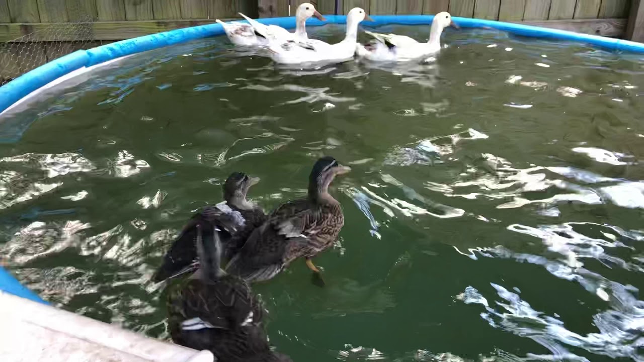 The One Where the Ducks Meet the Ducks - YouTube
