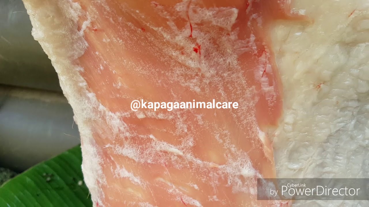 Muscles tremor/ 🍖 Meat twitching - YouTube