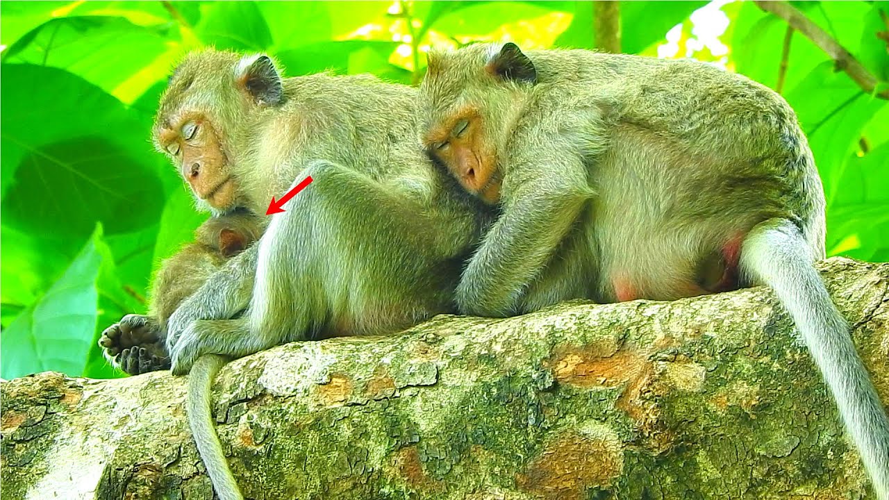 Really tight, MaMa EMILA, MALIKA and baby monkey EMILY sleeping in a ...