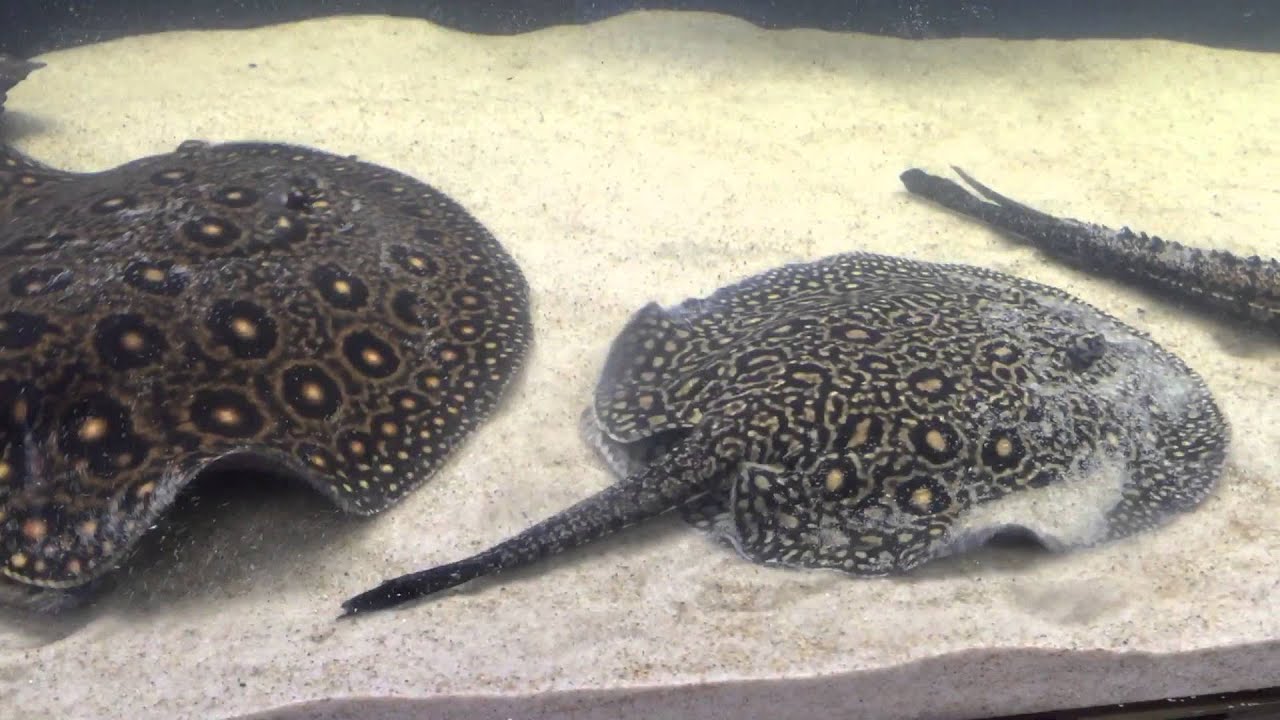 Marble Stingray Smack Down - YouTube
