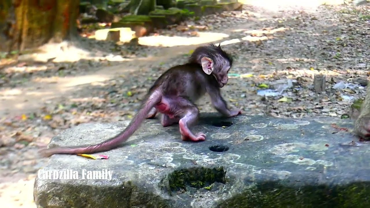 Little Bessie so relaxed with precious care of monkey BONITA - YouTube