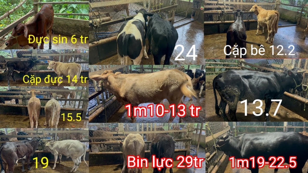 9-12| Ba cái xác 17,5, cặp bê 12.2. Cặp đực 14 , đực lứa 3b 9 tr. Mẹ ...