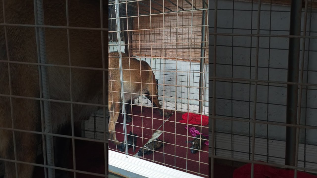 Mommy dog eating placenta. - YouTube