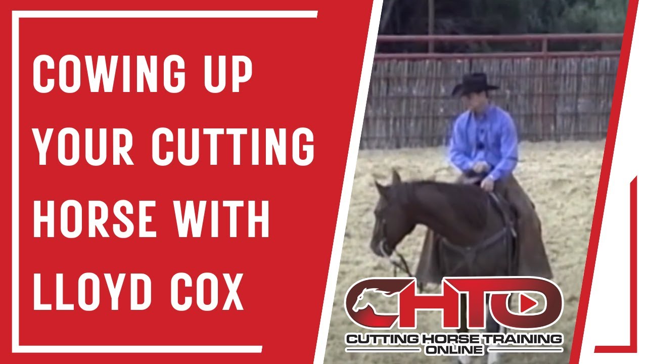 Cowing Up Your Cutting Horse With Lloyd Cox - YouTube