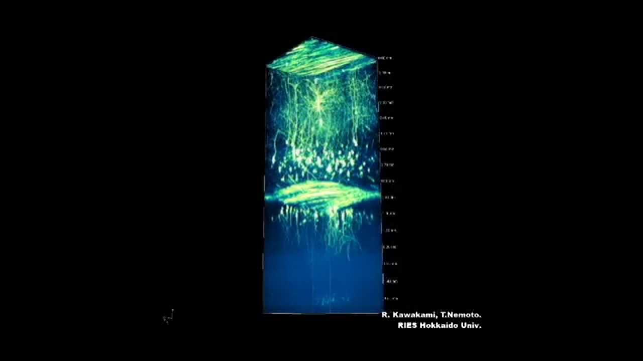 in vivo two-photon imaging of hippocampal neurons in dentate gyrus ...