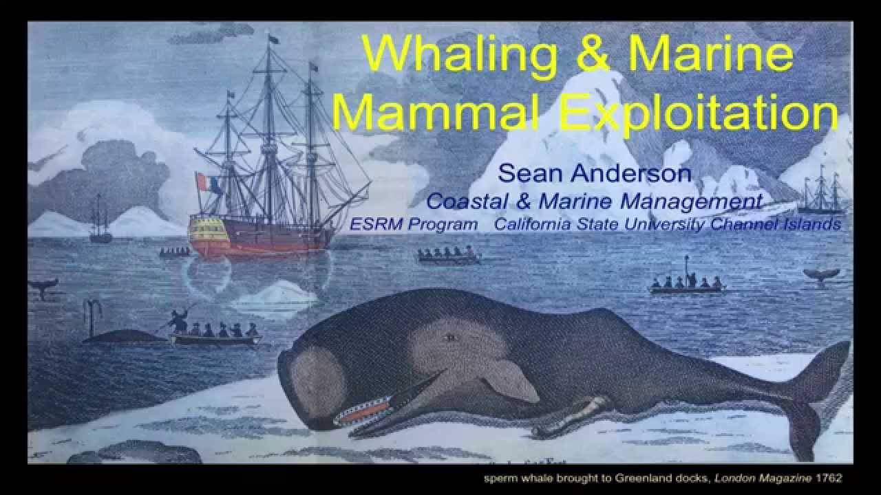 History of Whaling - YouTube