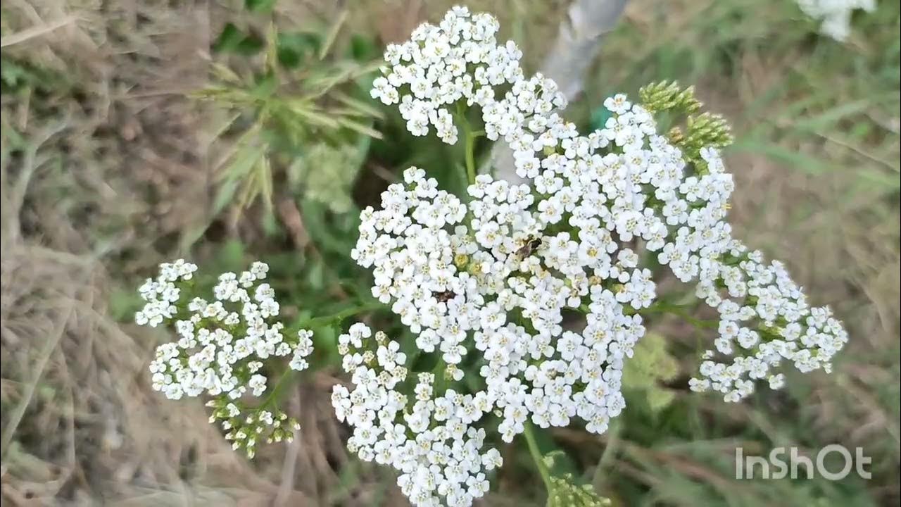 Легенда об Ахилле, а также о лекарственной траве. - YouTube