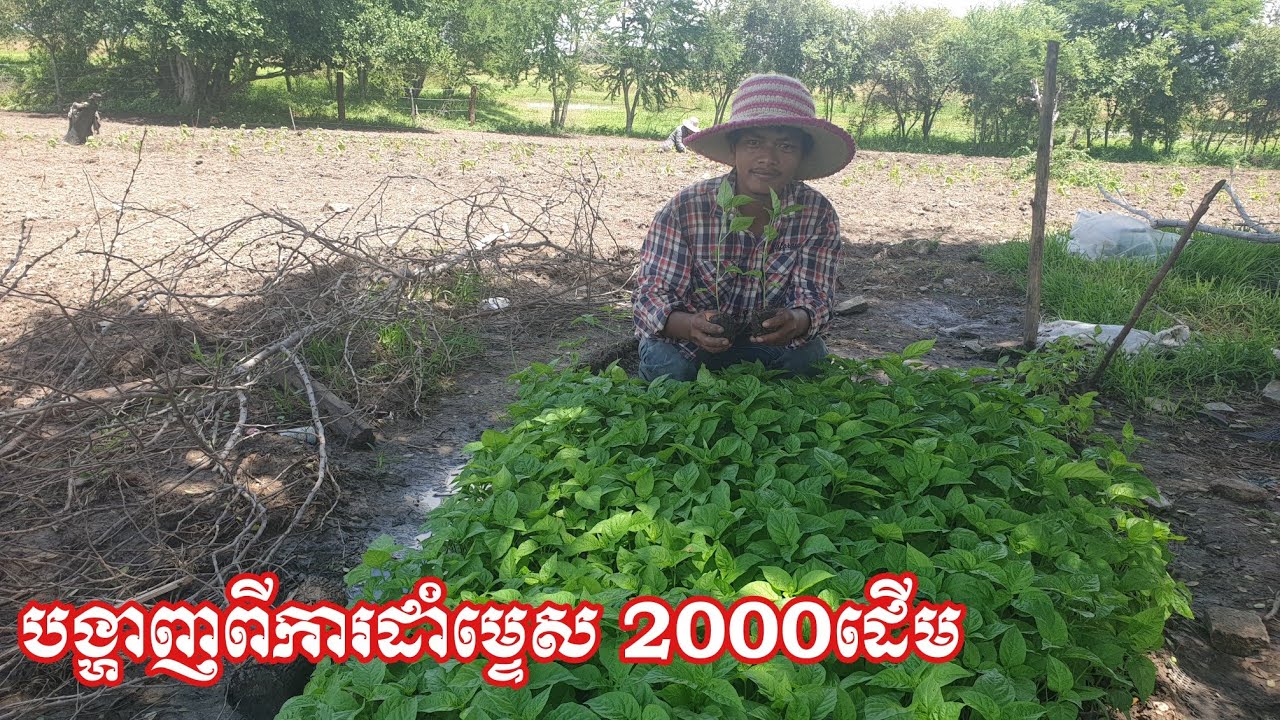 បង្ហាញ ពីការបណ្តុះកូនម្ទេសងាយៗ -How to show planting 2000 paper chili ...