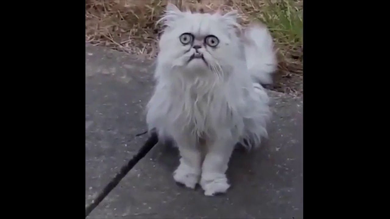 Weird and Scary Looking Cat , WTF!! This is Real - YouTube