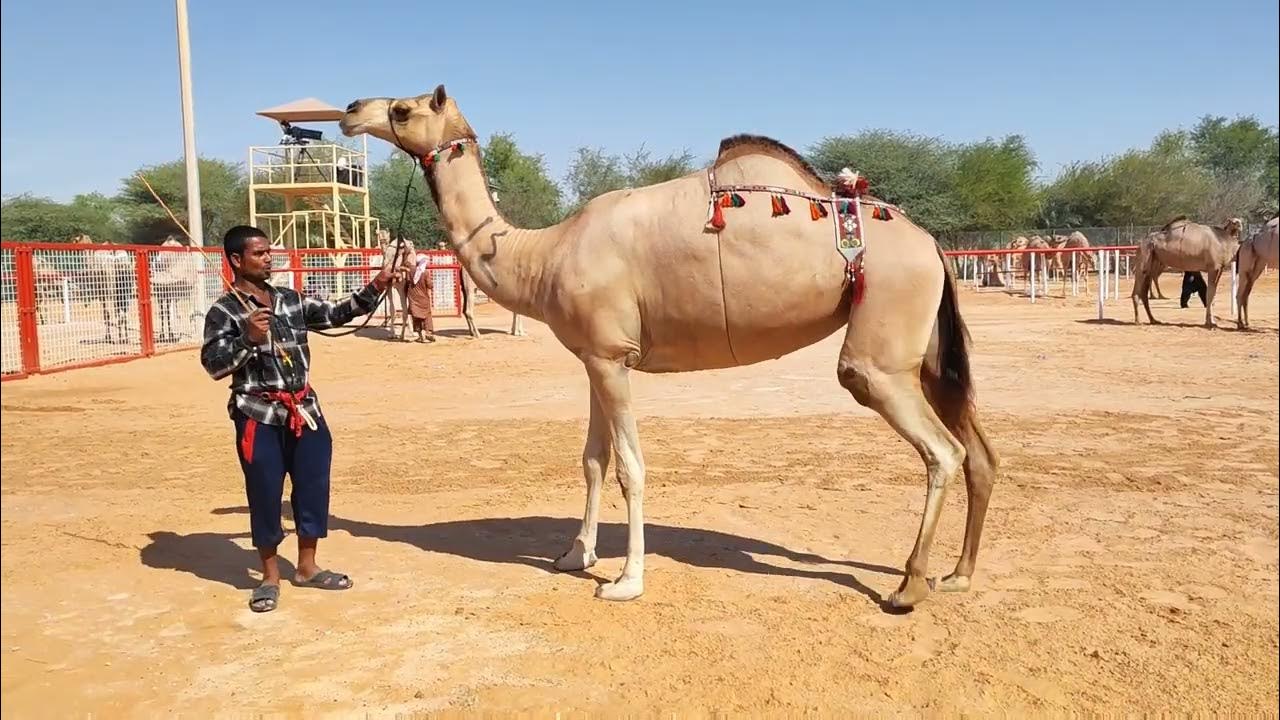 تعريف الحلال المشارك في مزاينة سويحان بمهرجان الظفرة 2022لسن اليذاع5 Youtube