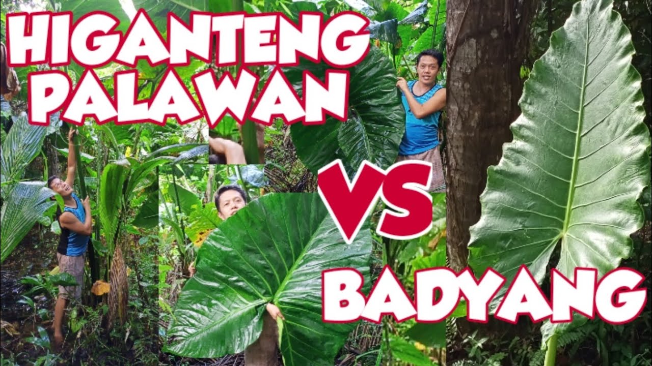 BADYANG versus PALAWAN - YouTube