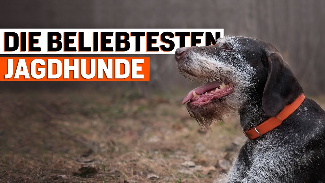 Was sind die beliebtesten Jagdhunde in Deutschland? - YouTube