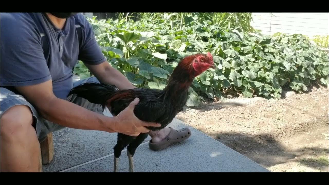 Qaib pama hom ncaws li cas thiaj yeej qaib pakoy thiab qaib dob 10/07/2022 - YouTube