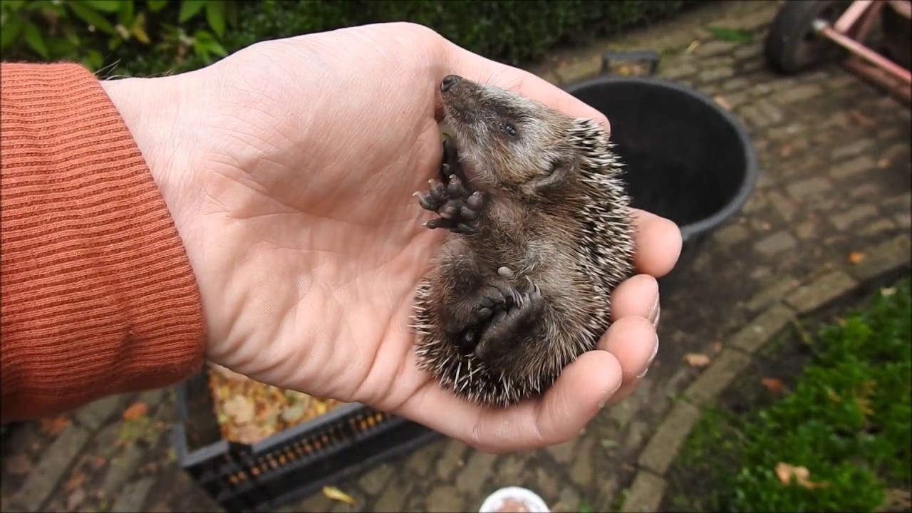 Jonge egels opvangen - YouTube