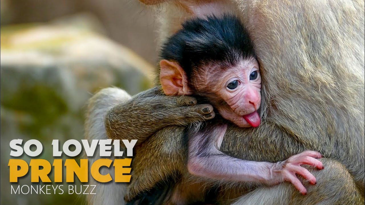 WOW! Newborn Baby Monkey Prince Look So Strong Healthy And Adorable ...