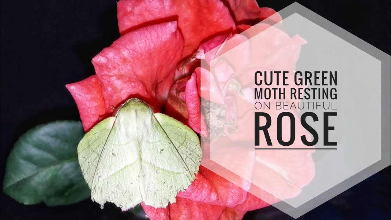 Cute Green Moth Resting on Beautiful Rose - YouTube
