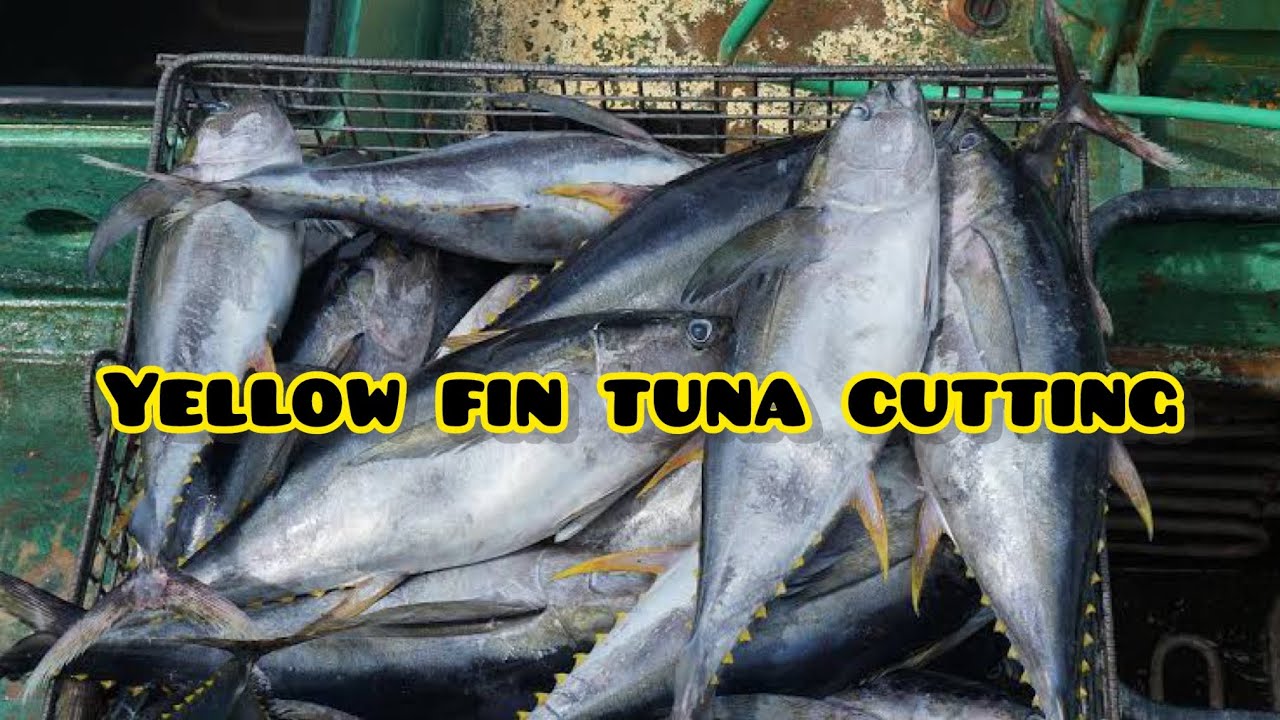 Yellow Fin Tuna | Fish Cutting | Kerala Fish Cutting #shorts #viral ...
