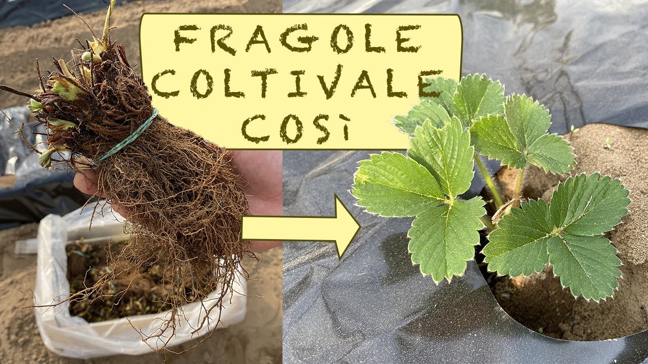 COME coltivare le FRAGOLE nell'orto - YouTube