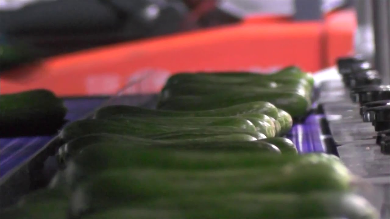 Cucumber Packing - Multi Tier Modular Packing Lines - YouTube