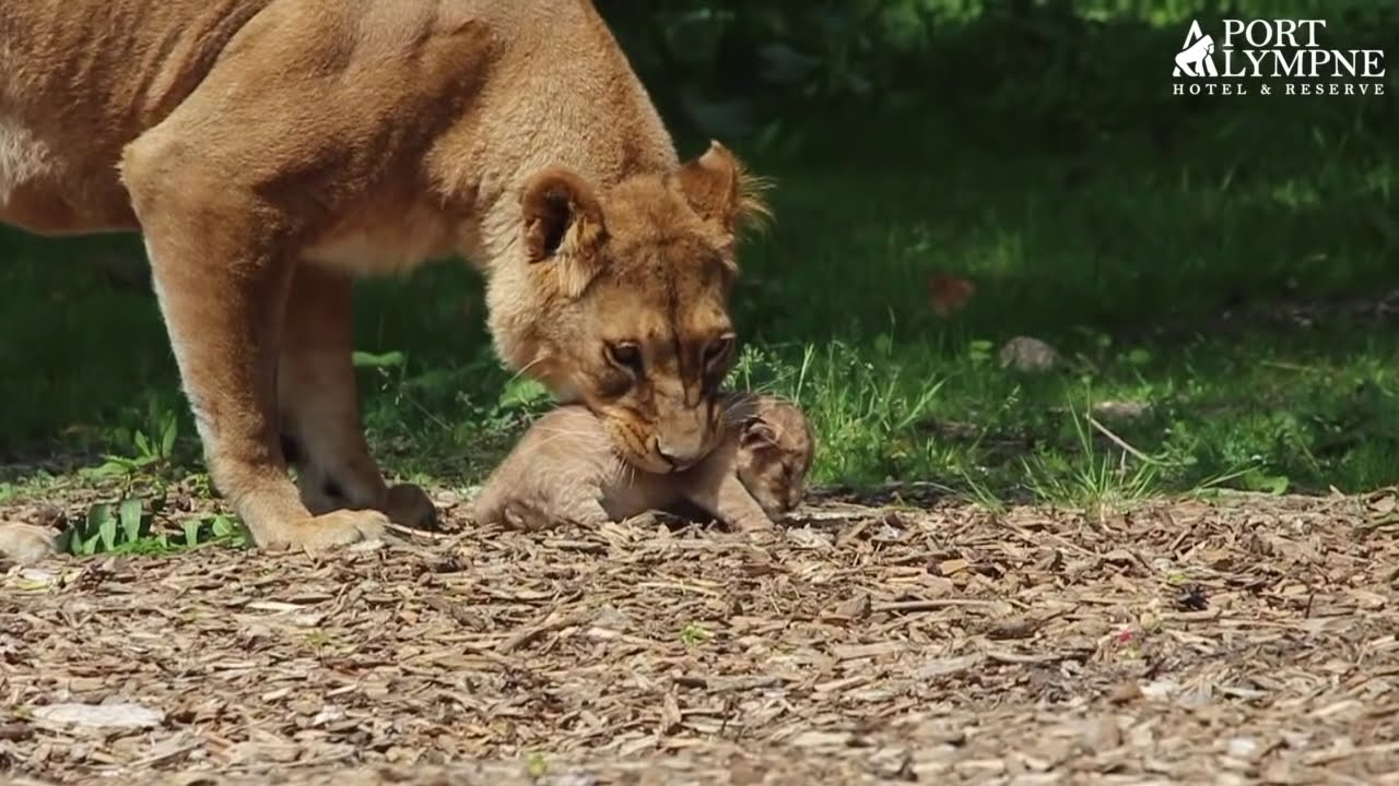 Proud Lioness Shows Off New-born Cub At Port Lympne Hotel & Reserve ...
