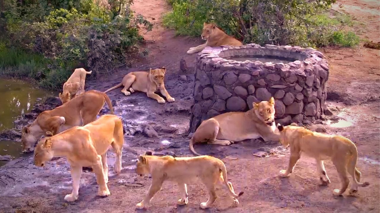 The Lion Pride at Naledi Dam - YouTube