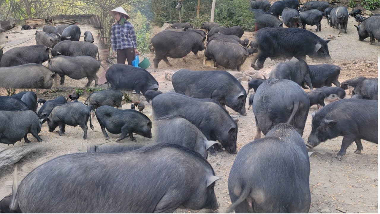 Taking care of 1000 pigs, gardening and growing food for the pigs to ...
