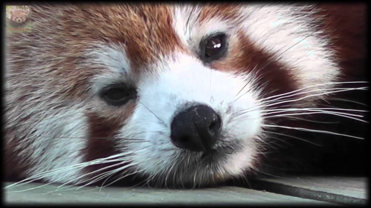 Red Panda Relaxing - YouTube