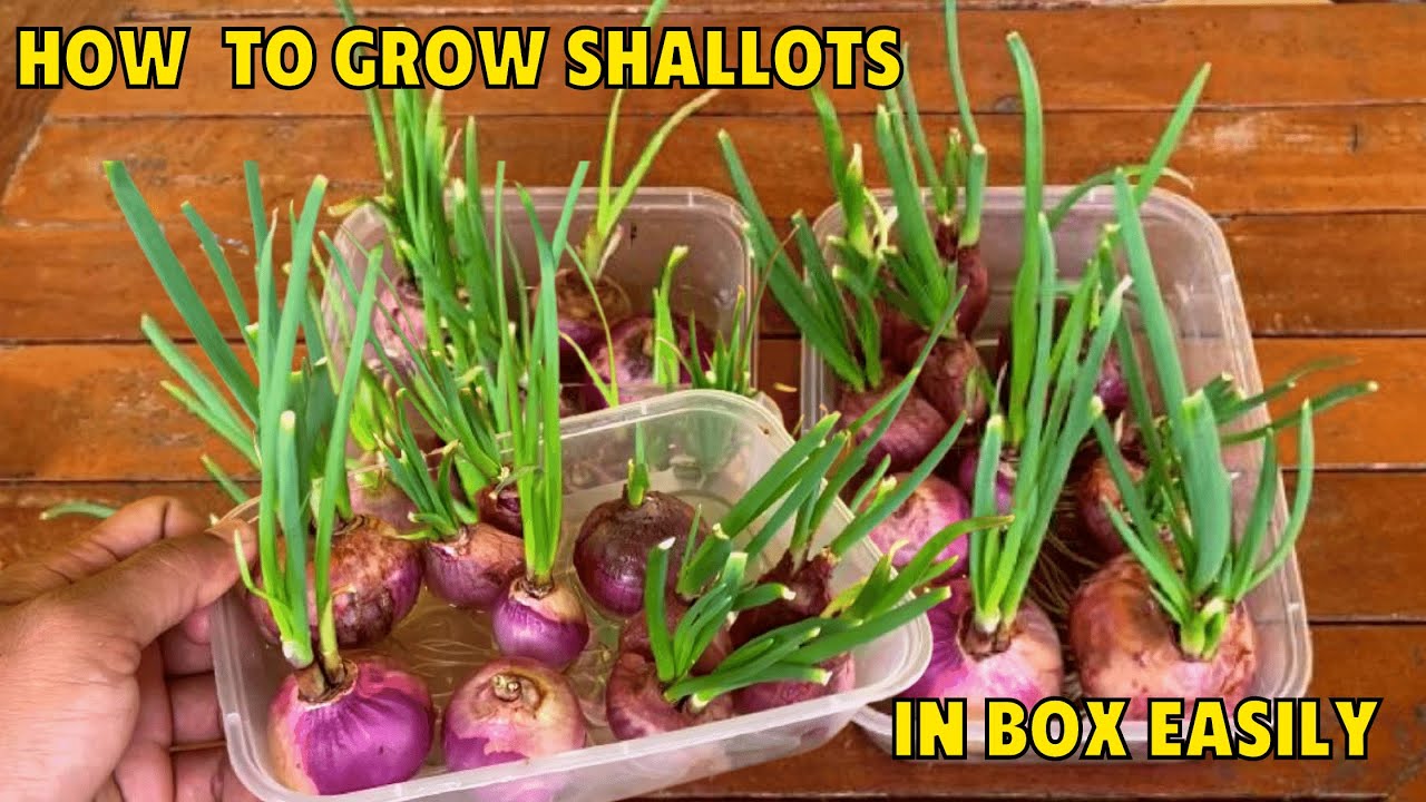 How To Grow Shallots In Box At Home - YouTube