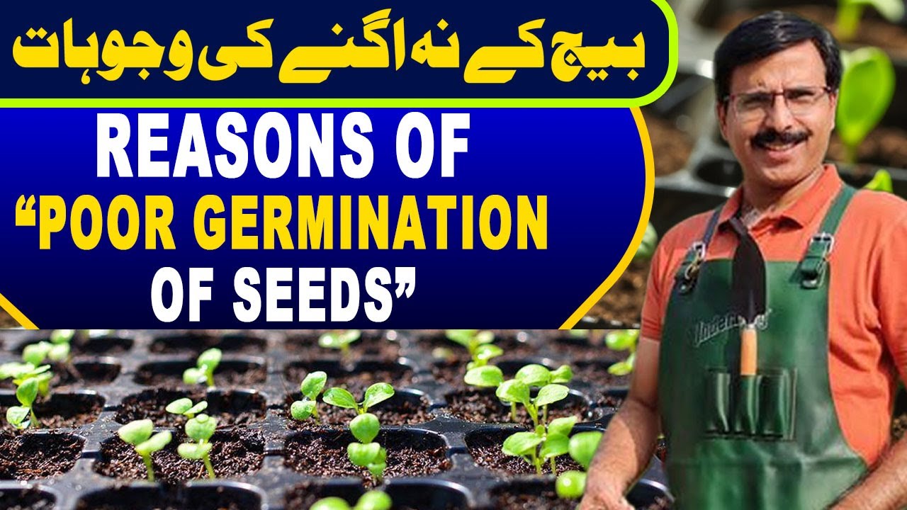 Reasons of Poor Germination of seeds | Gardening With Javed Iqbal - YouTube
