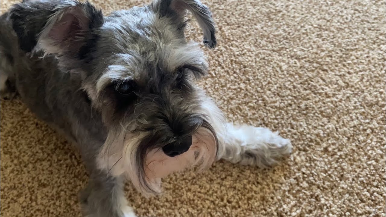 48 Hours with my mini Schnauzer - YouTube