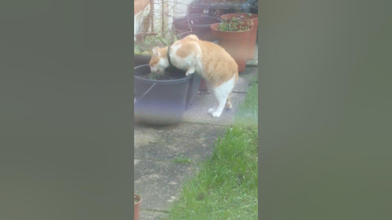 Simba eating his catnip plants #gingercat - YouTube