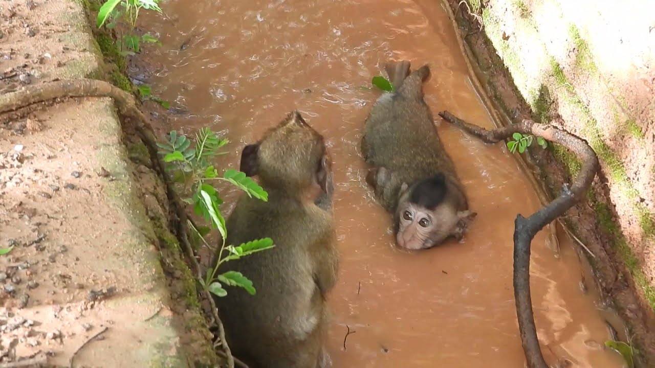 Rare video of babies monkey swim water together - YouTube
