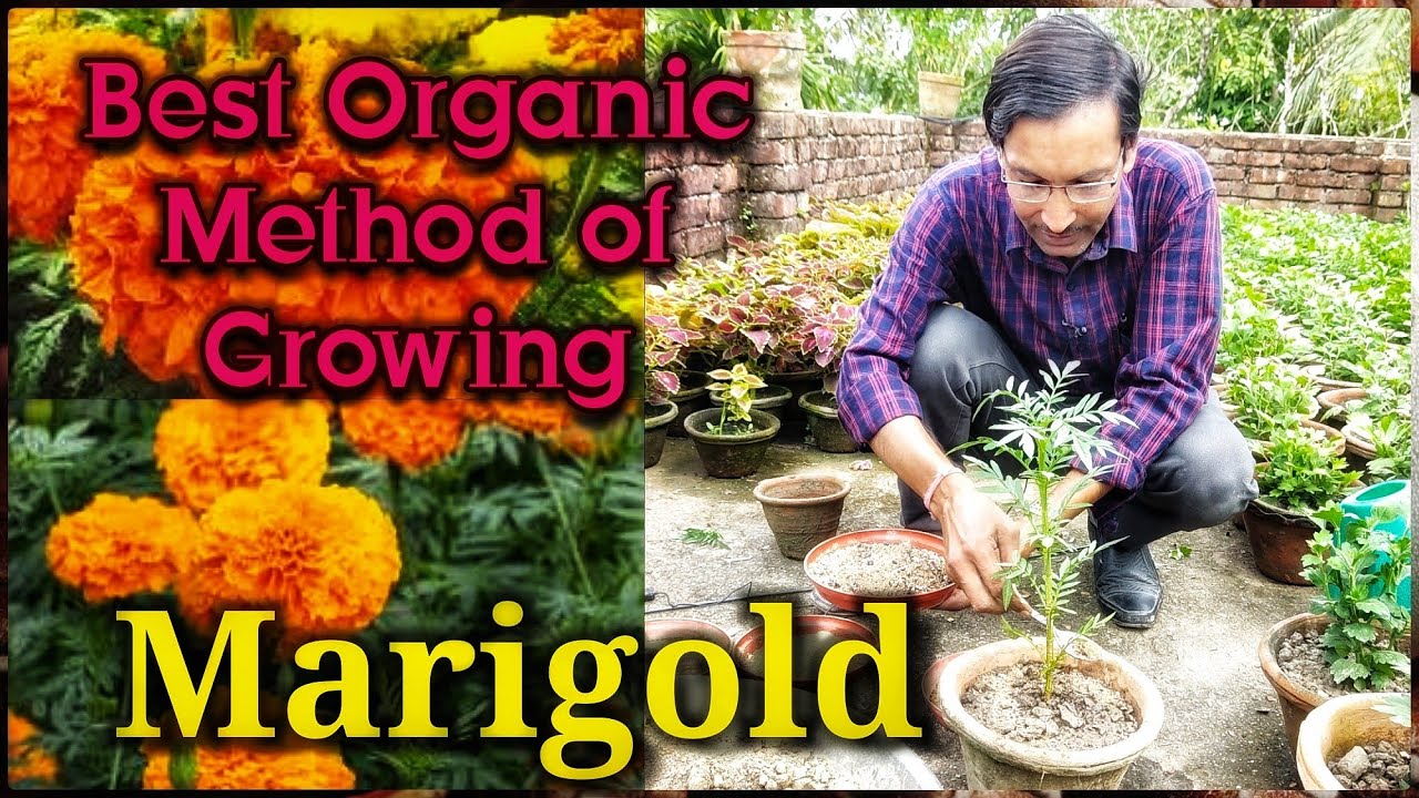How to Grow Best Marigold flower Plants in an Organic Method - YouTube