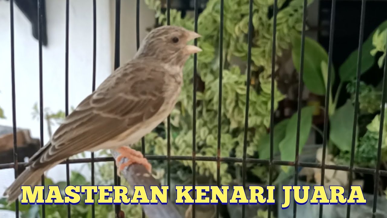 MASTERAN KENARI JUARA - YouTube