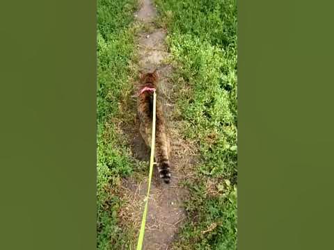 #кошка_джесси #рекомендации #джесси - YouTube