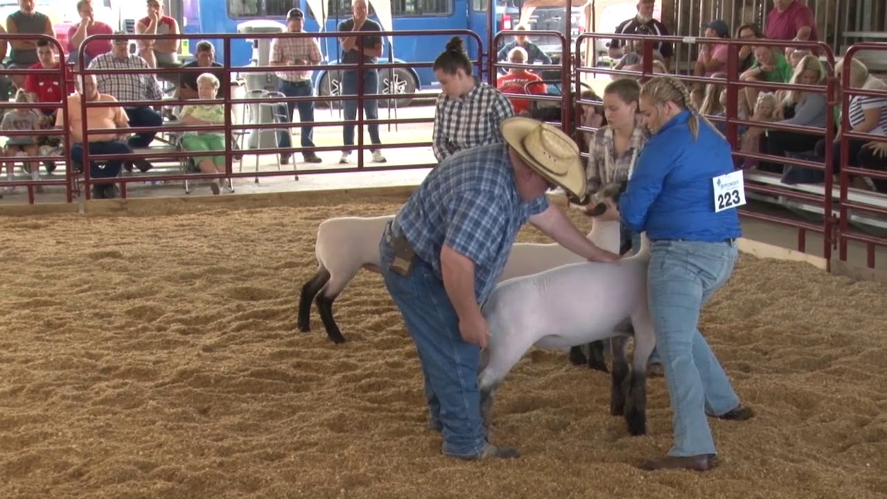 Lawrence Co. Fair Ohio - 4-H & FFA Market Lamb Show - YouTube