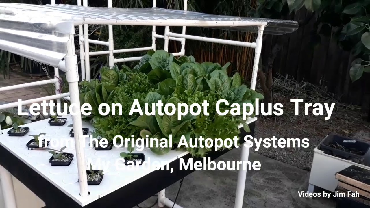 Episode 17 - Lettuce production on Autopot Caplus System - YouTube