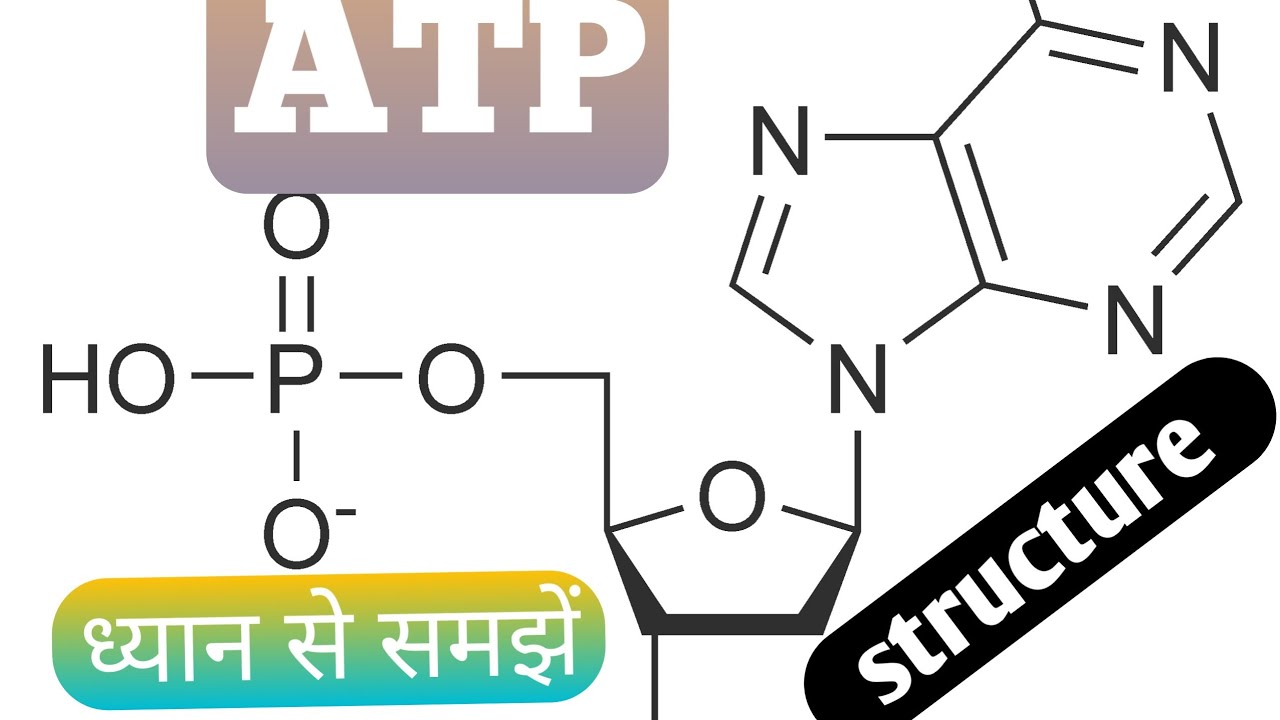 ATP Structure and Energy ATP:( Adenosine Triphosphate) structure of ATP ...