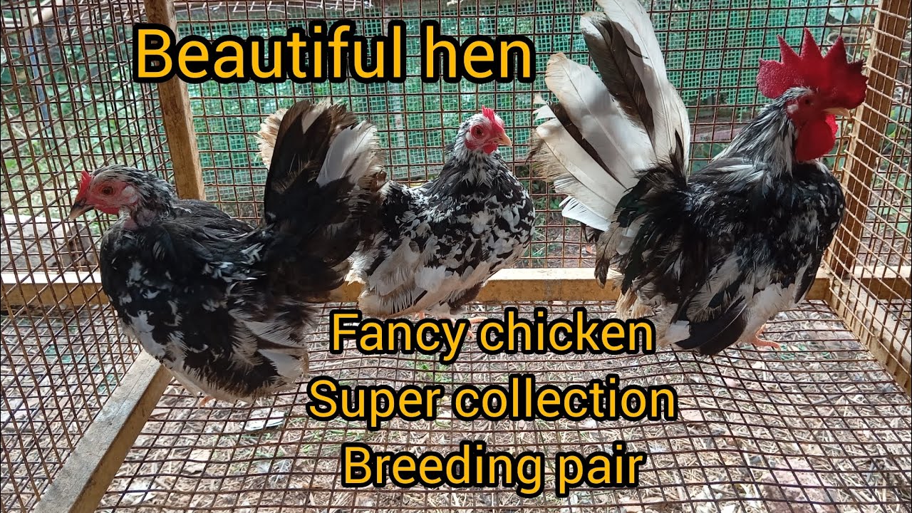 Fancy hen Japanese bantam top quality - YouTube