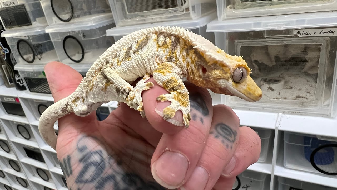 Feeding a HUGE Collection of Crested Geckos! - YouTube