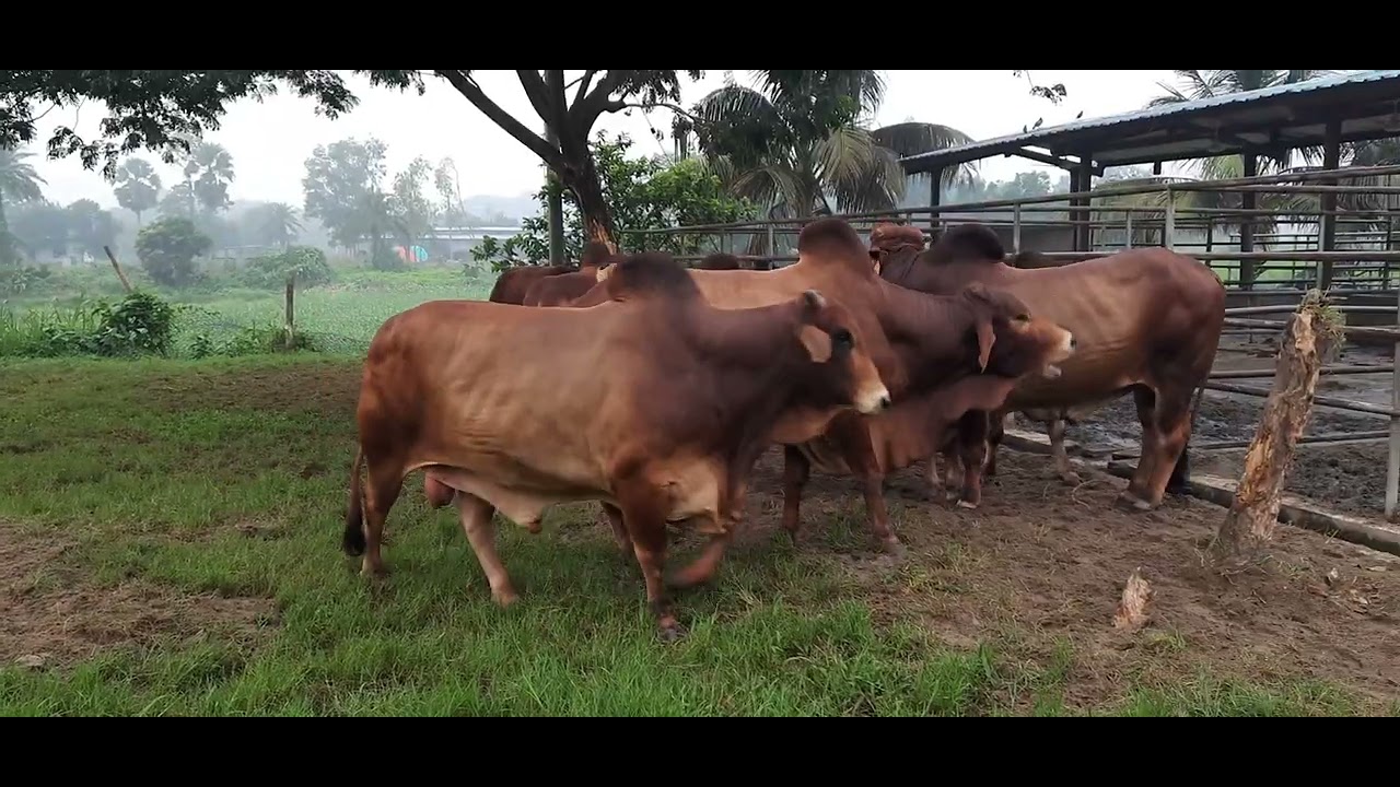 Sahiwal cattle - YouTube